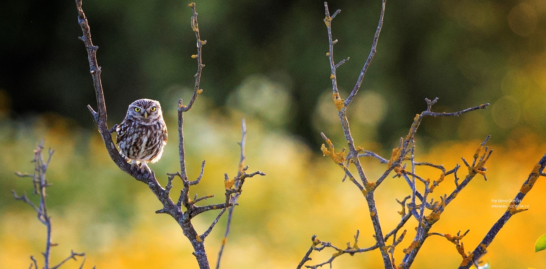 Observatoire participatif du Parc du Pilat